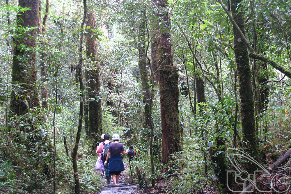 Mount Fan Si Pan (Fan Si Pan)